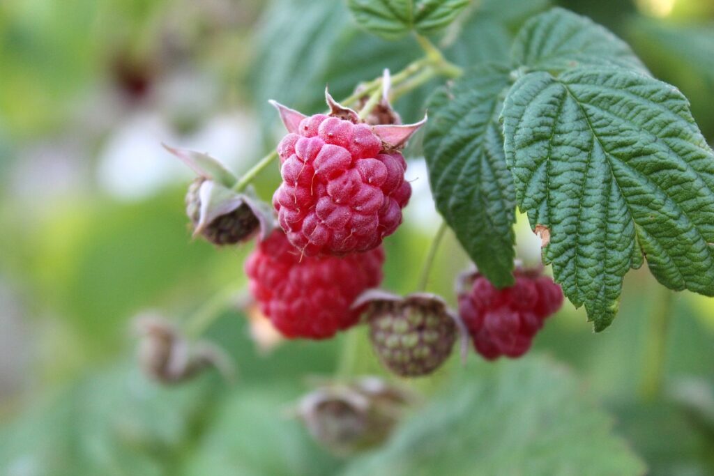 Is It Safe to Eat Wild Raspberries? Answers & Facts – Agri Answers