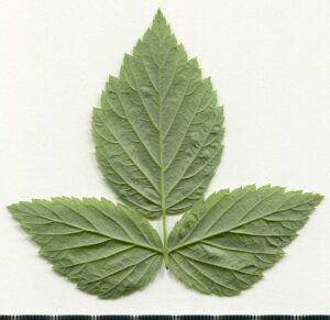 Is It Safe to Eat Wild Raspberries? Answers & Facts – Agri Answers