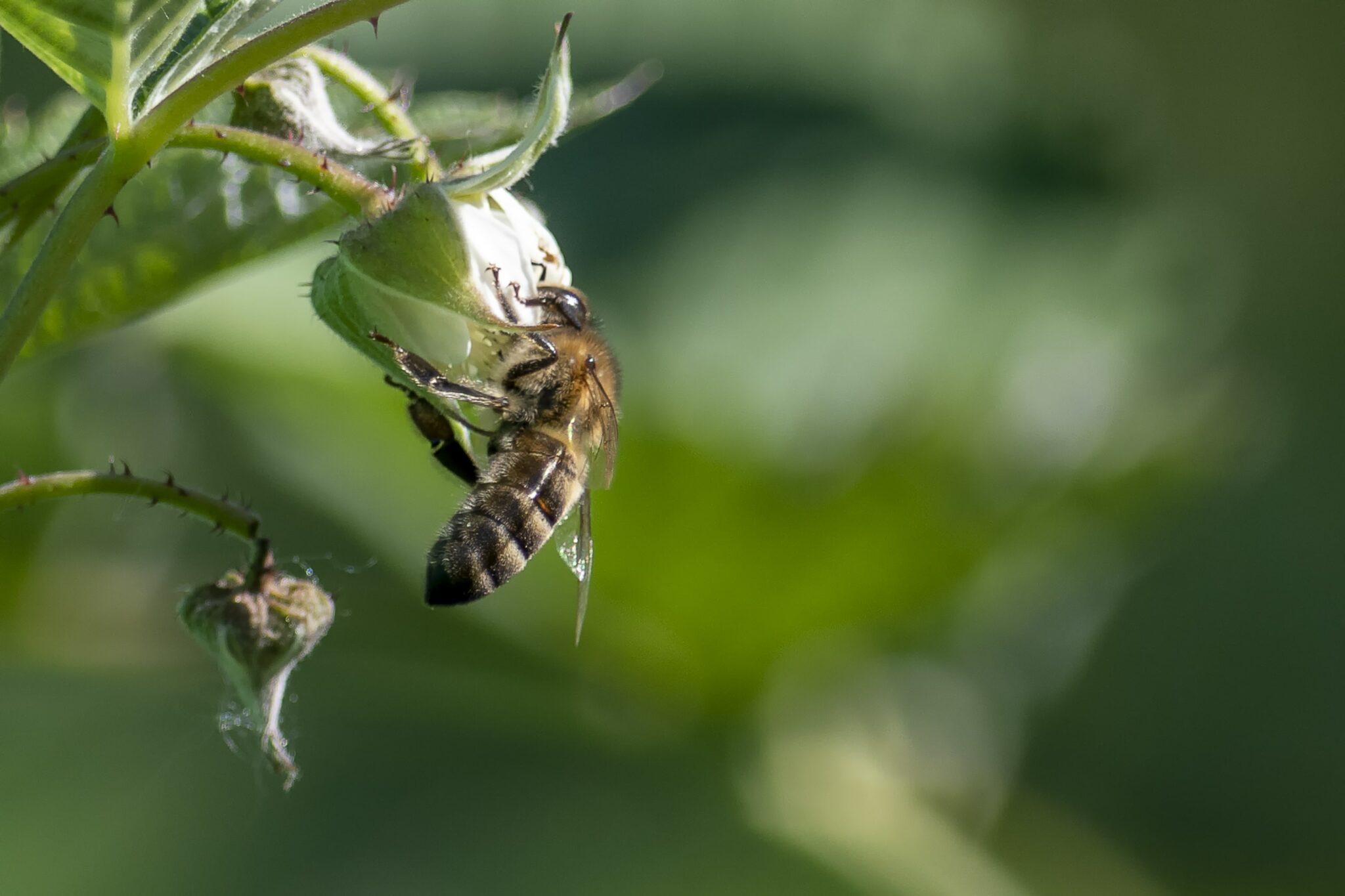 Is It Safe to Eat Wild Raspberries? Answers & Facts – Agri Answers