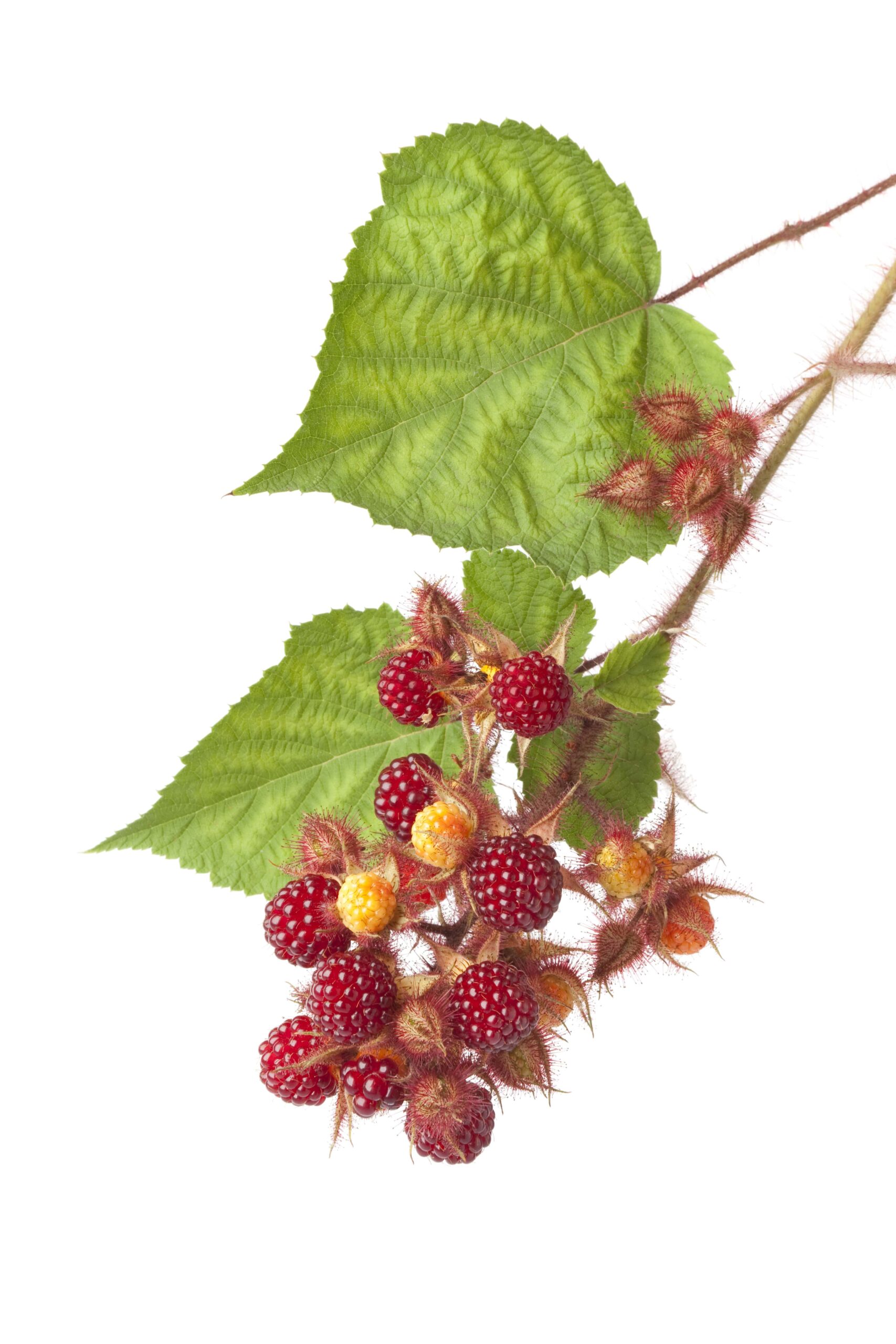 Is It Safe to Eat Wild Raspberries? Answers & Facts – Agri Answers