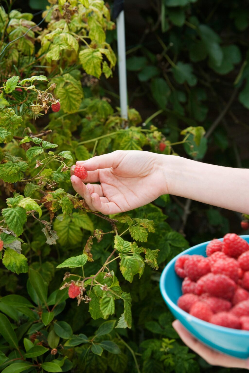 Is It Safe to Eat Wild Raspberries? Answers & Facts – Agri Answers