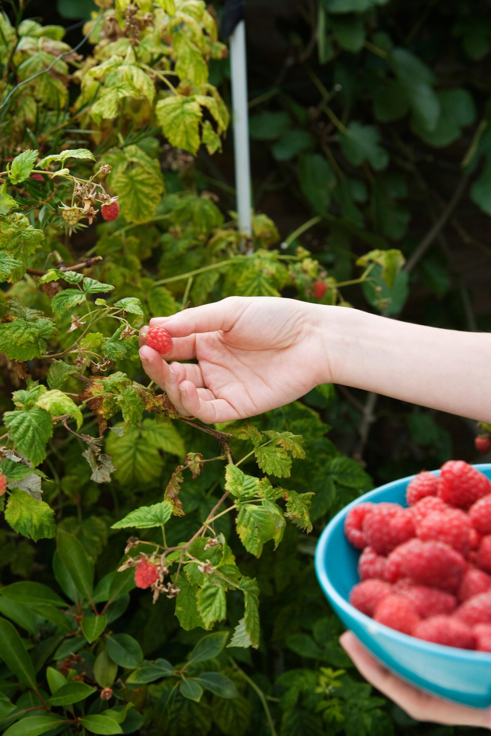 Is It Safe to Eat Wild Raspberries? Answers & Facts – Agri Answers