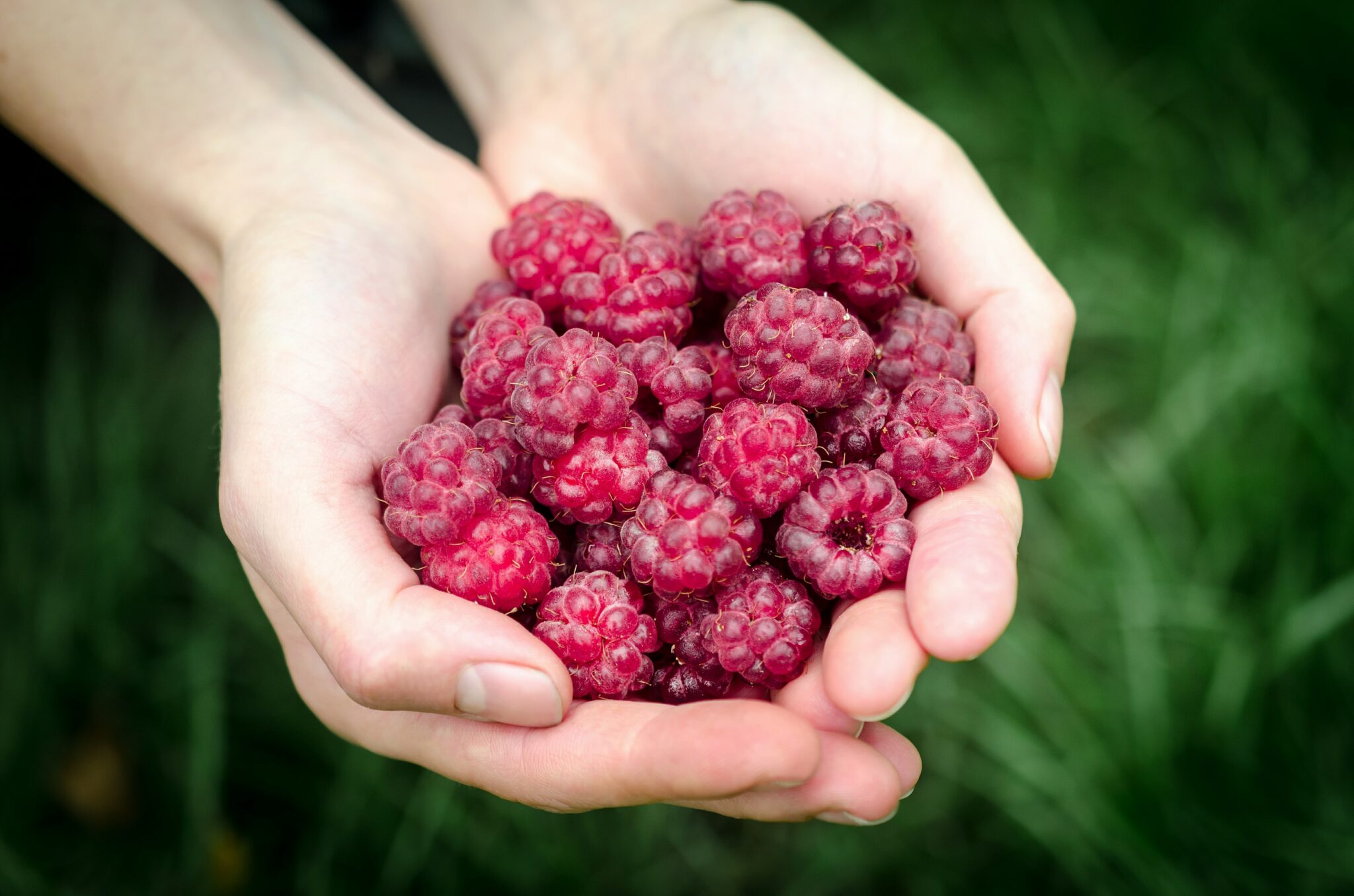 Is It Safe to Eat Wild Raspberries? Answers & Facts – Agri Answers