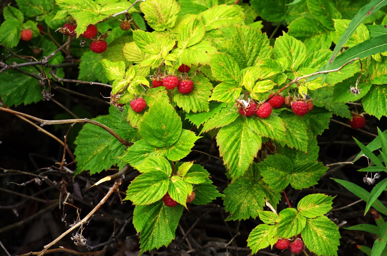 Is It Safe to Eat Wild Raspberries? Answers & Facts – Agri Answers