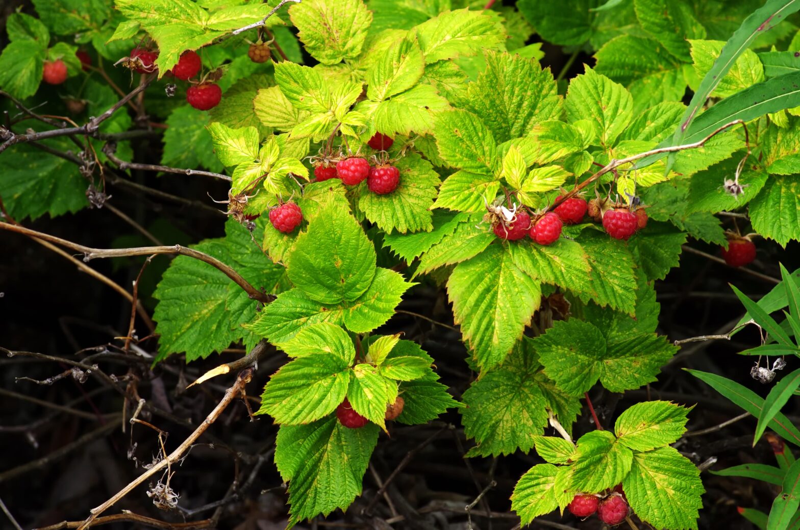 Is It Safe to Eat Wild Raspberries? Answers & Facts – Agri Answers