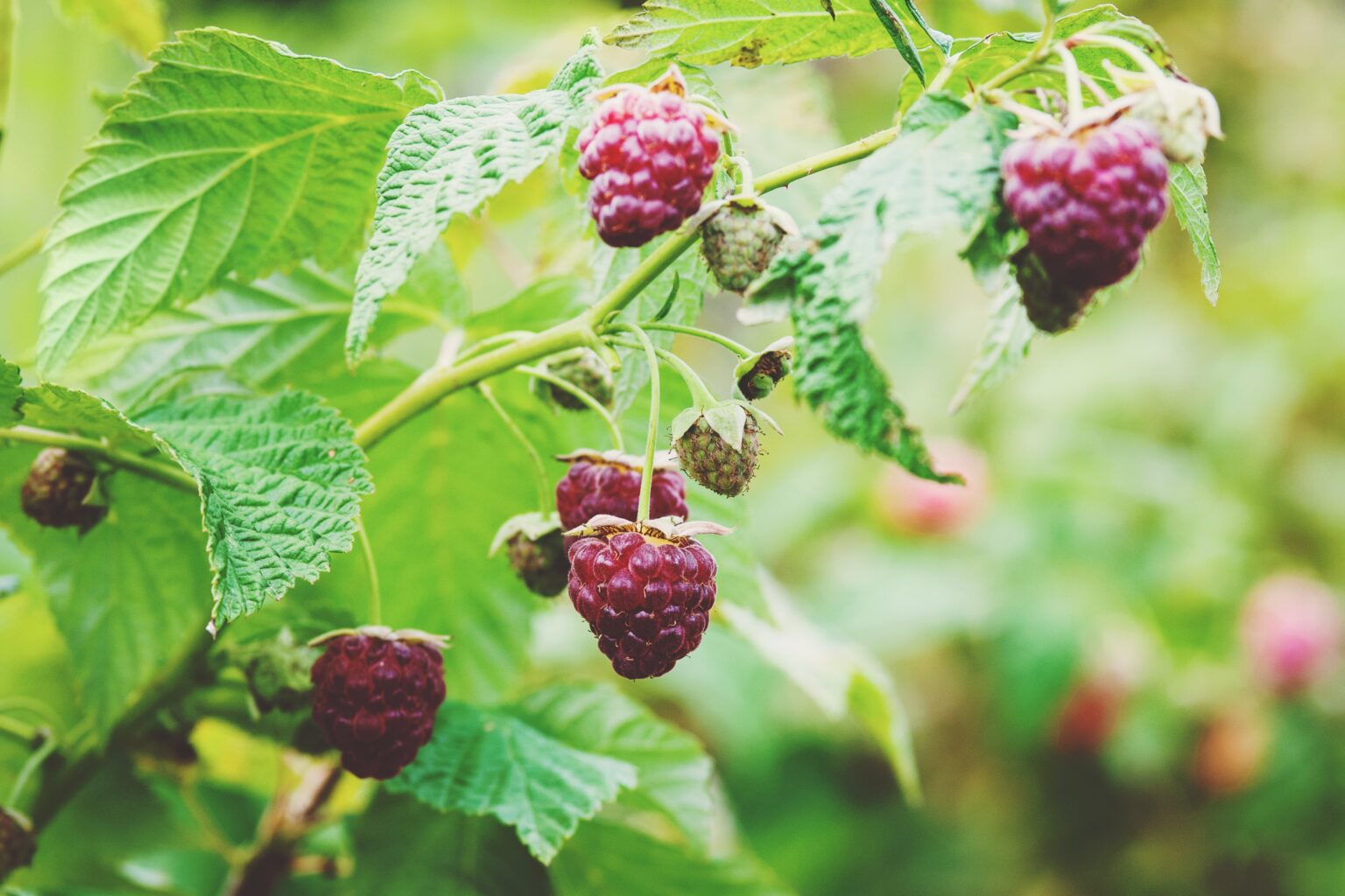 Is It Safe to Eat Wild Raspberries? Answers & Facts – Agri Answers